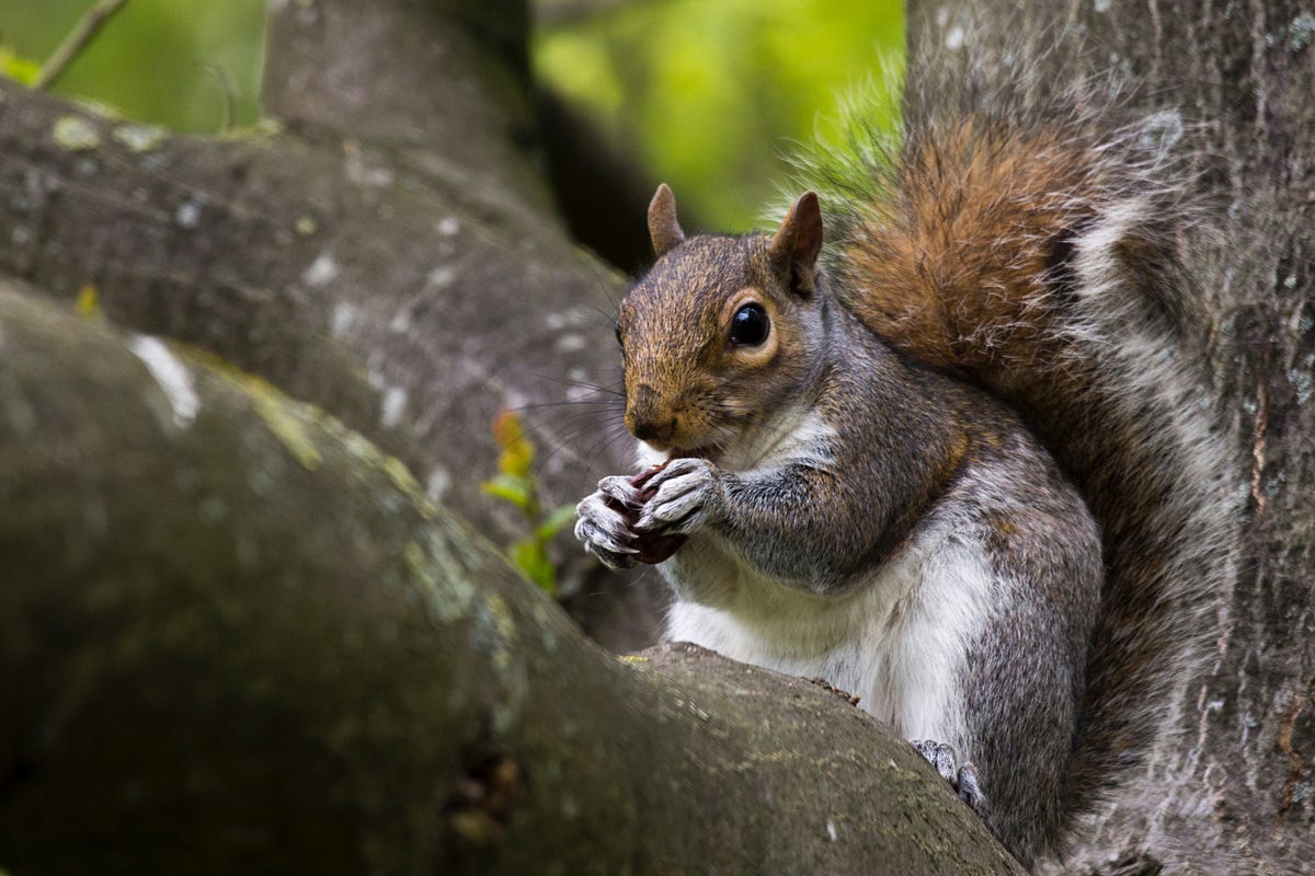 Back garden drama: an alarmed squirrel | by Karen Booth | Medium