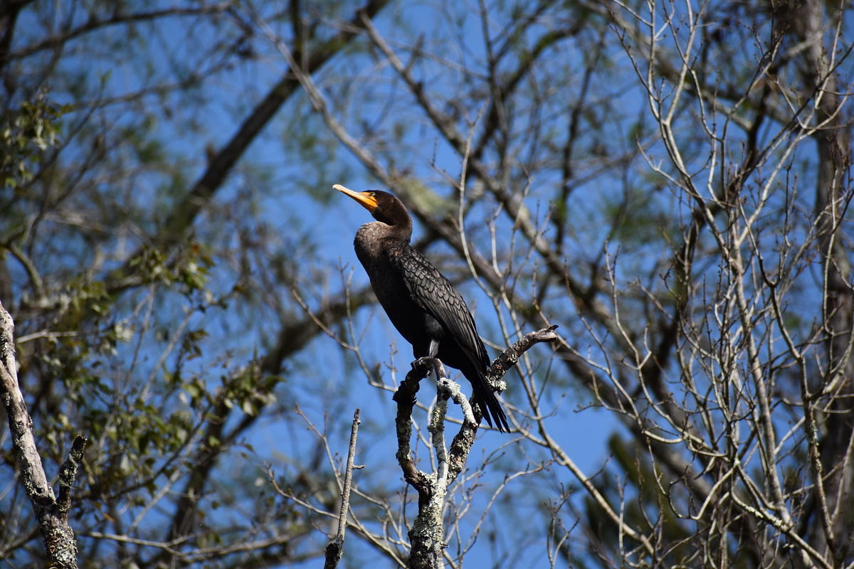 Big Cypress National Preserve — Adventures in Photography | by Victoria ...