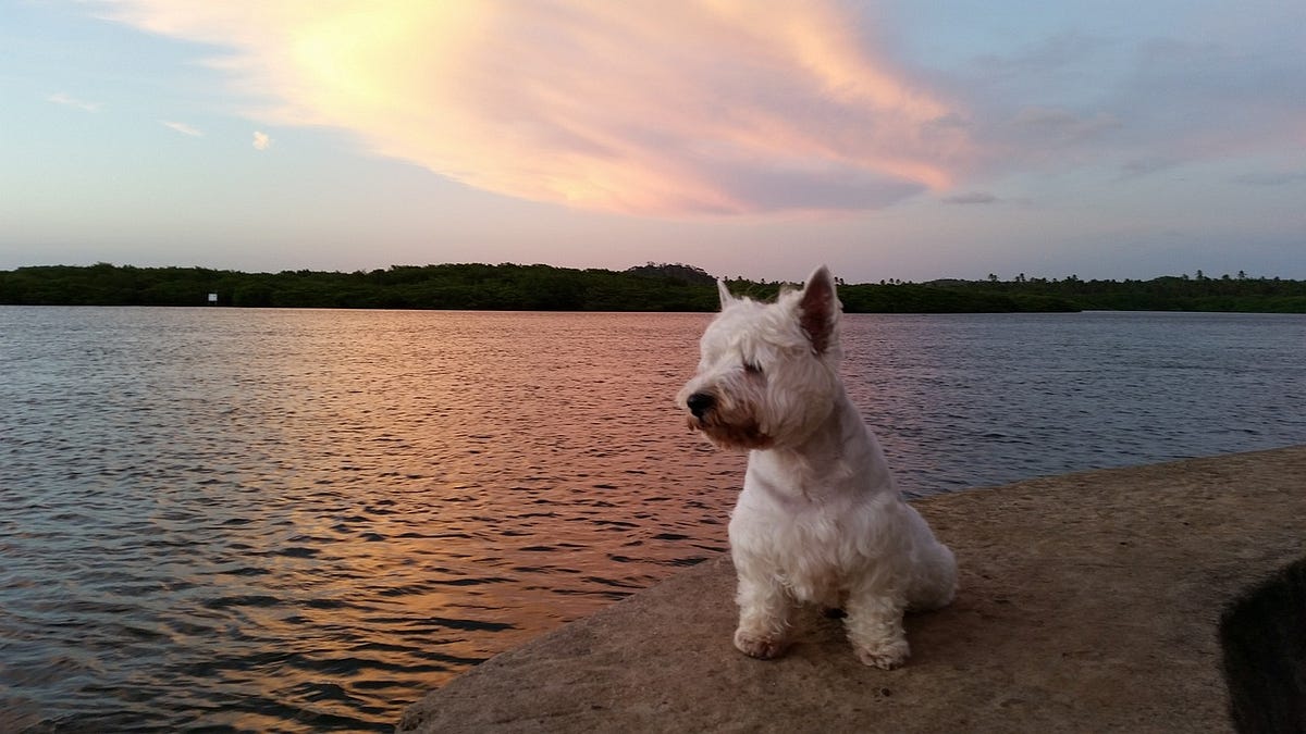 Slant’s Sideways Saunter. Tales of a tilted terrier | by Marie Grace ...