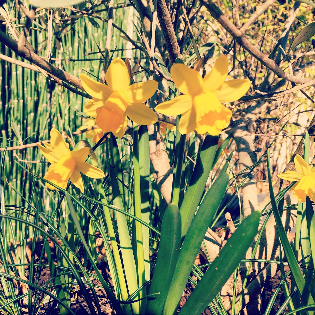 How Do You Feel About Spring?. As I’m writing this it is 18 degrees ...