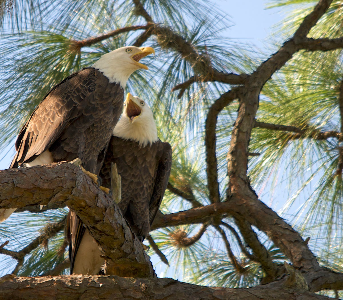 Comparing Contractors. Eagles vs Human | by Deborah-Wildlife ...