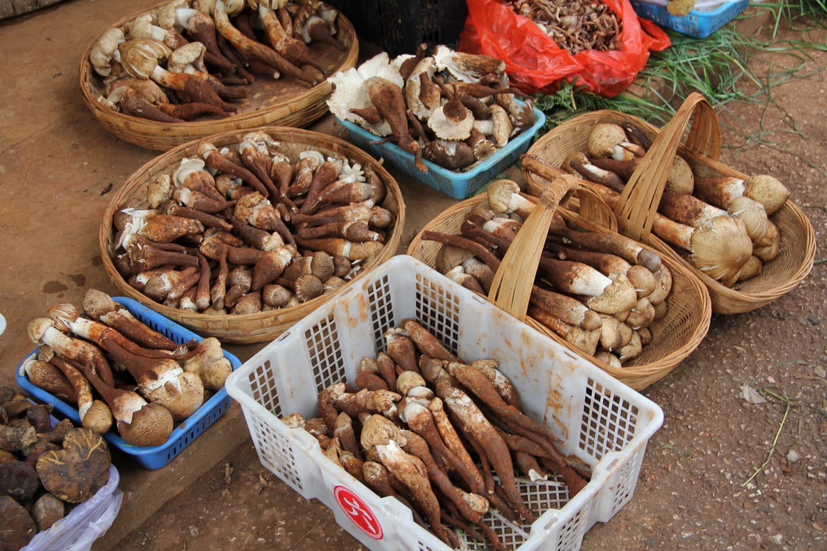 Guide to mushroom study. So you want collect and study… | by Kevin Li ...