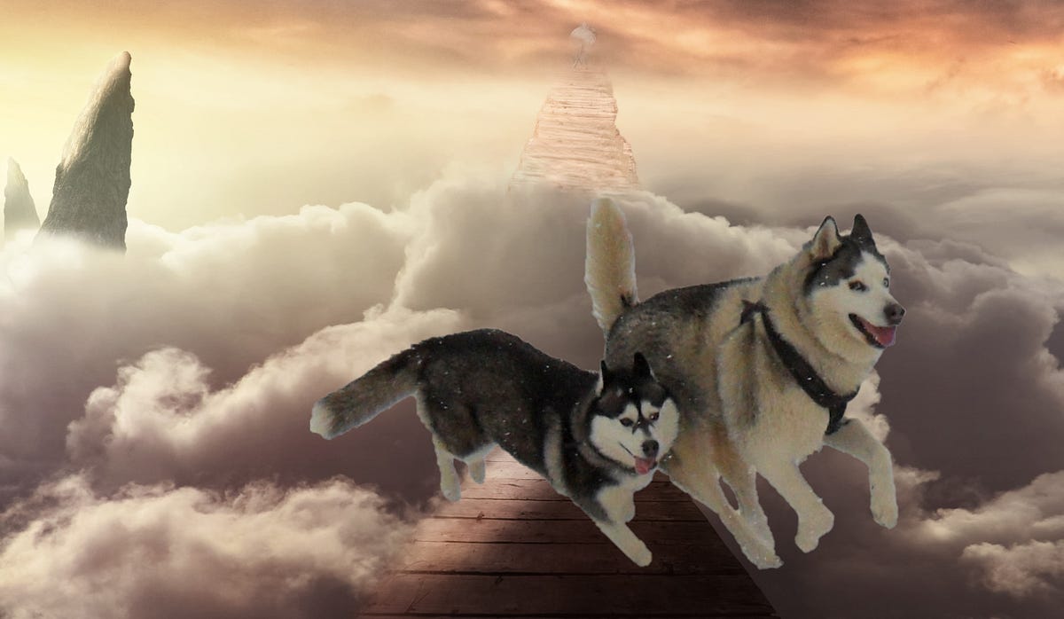 Can A Pet Reincarnate?. A chance remark on how alike my new… | by ...