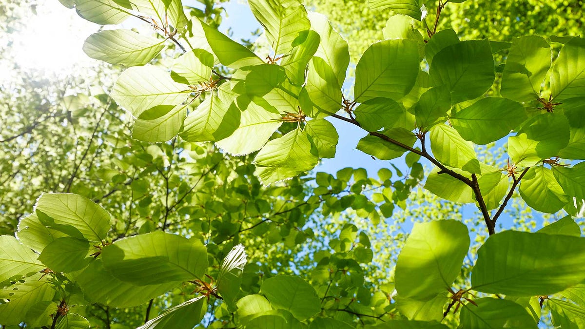 TREES' POWER Trees work tirelessly to provide the basic needs of life ...