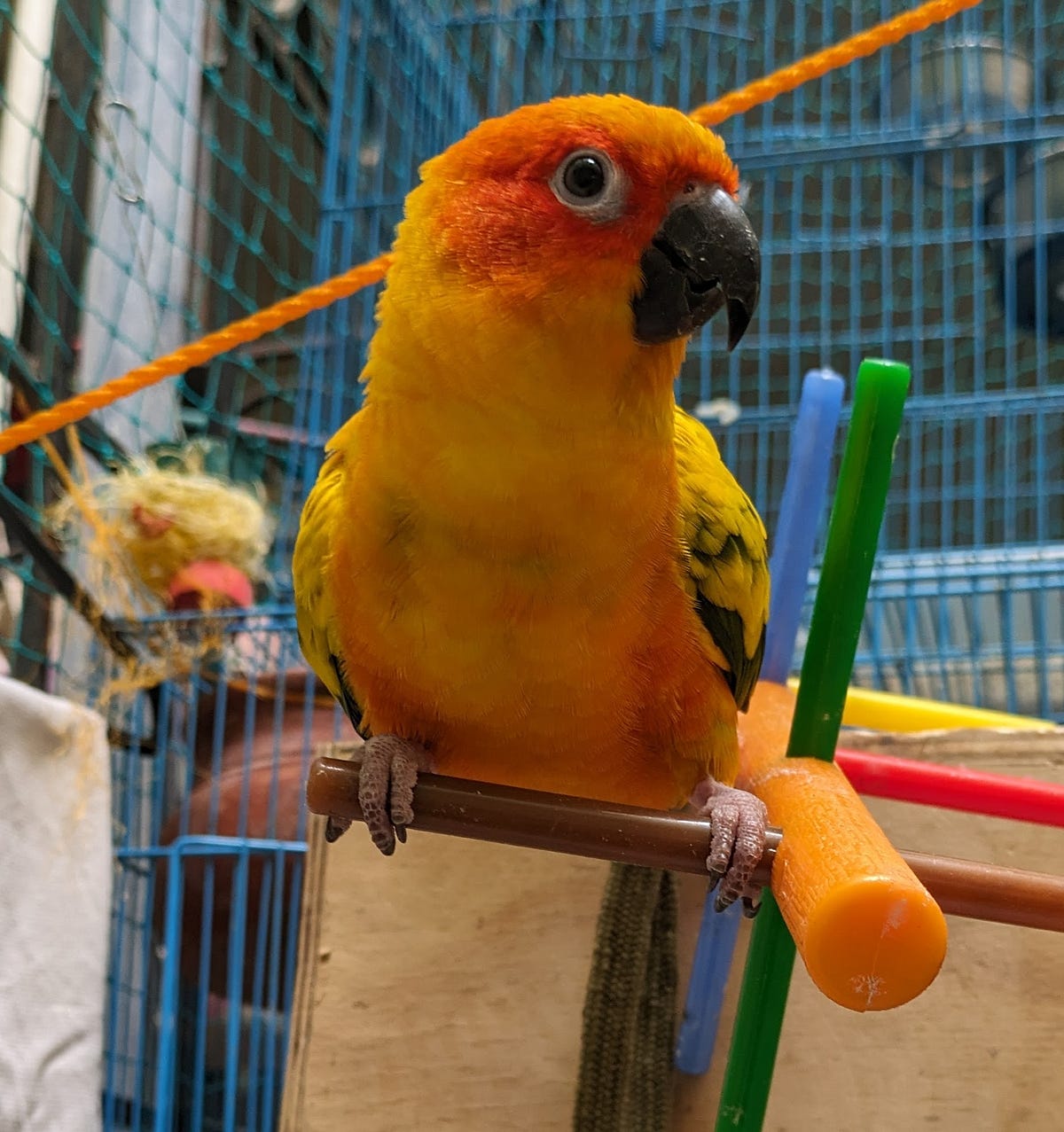 The Feathered Bond: Insights from Raising Birds of All Sizes | by ...