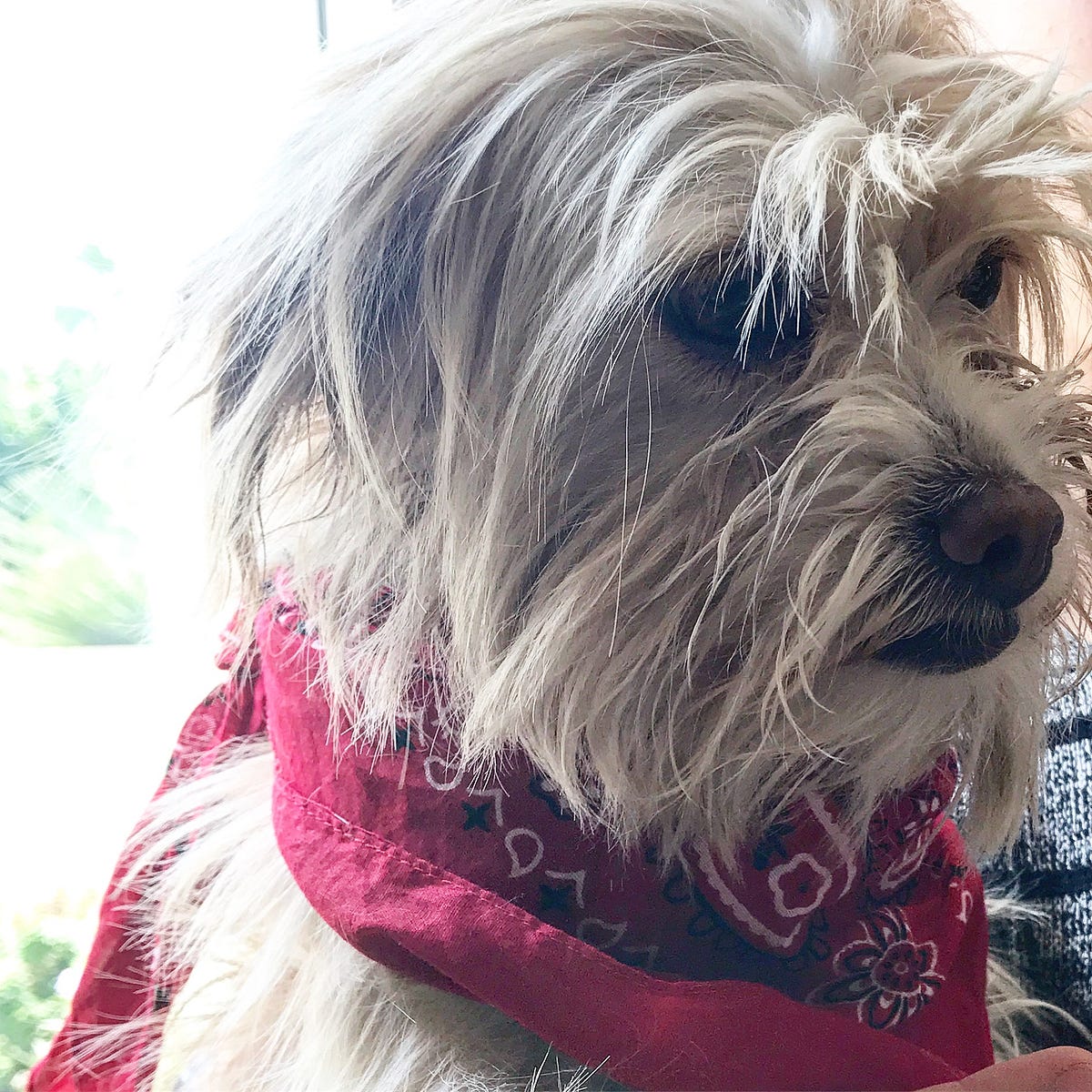 Seeking Susan. This has been the theme for the last… | by Reid “a book ...