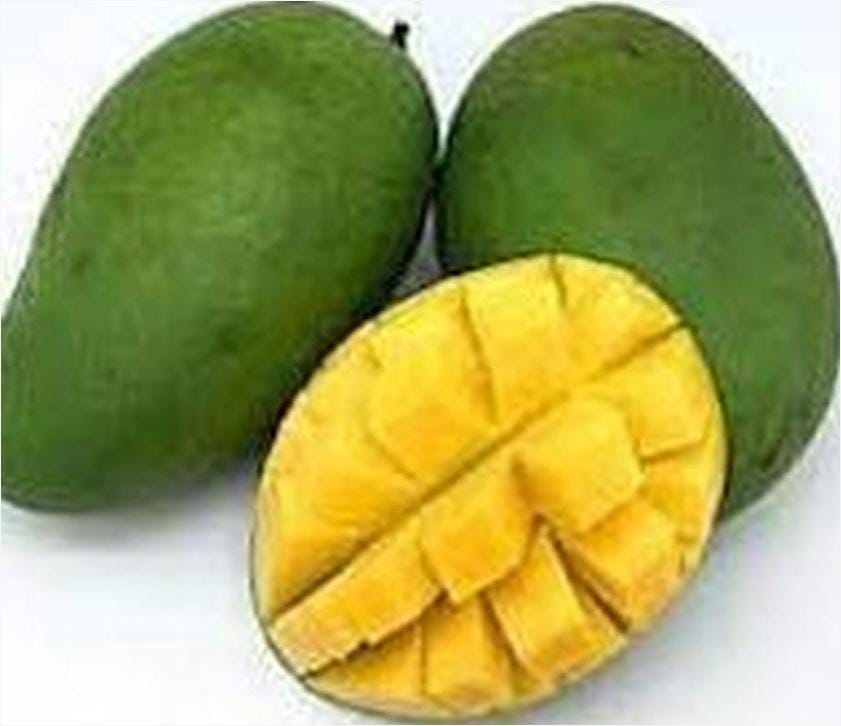 Bibit Mangga Indramayu Model Baru — Jual Pohon , Bandung Terlaris | by ...