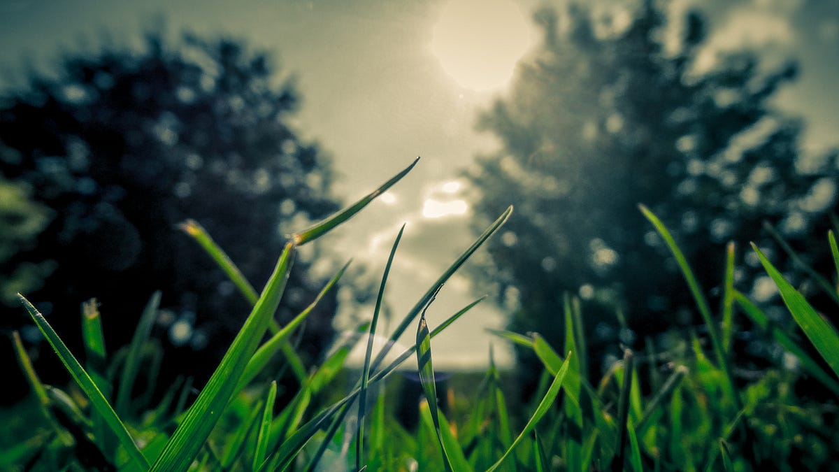 14 Tips for Achieving A Beautiful Chemical Free Lawn | by SWEET ...