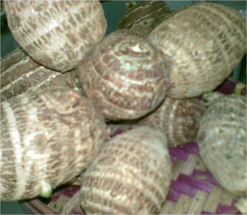 Bibit Talas Jepang Lng Satoimo Koleksiandalan Pekalongan Terlengkap ...