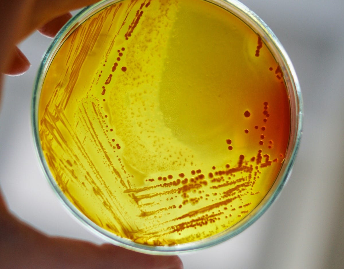 The Power of Bacteria: How Microbes Extract Energy from Atmospheric ...