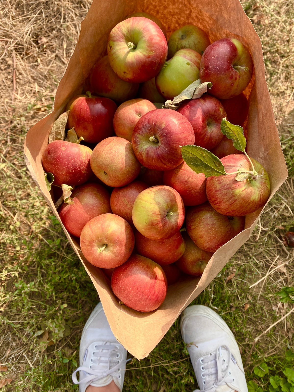 Why Apple Picking Benefits Your Health and Your Wallet | by Allison ...