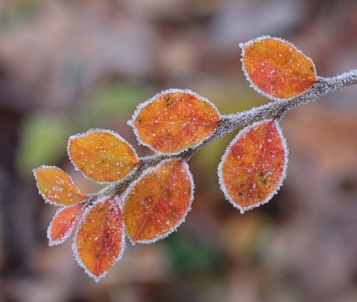 The First Cold Morning. Photo by - Landsmann - on Unsplash | by Tauna ...