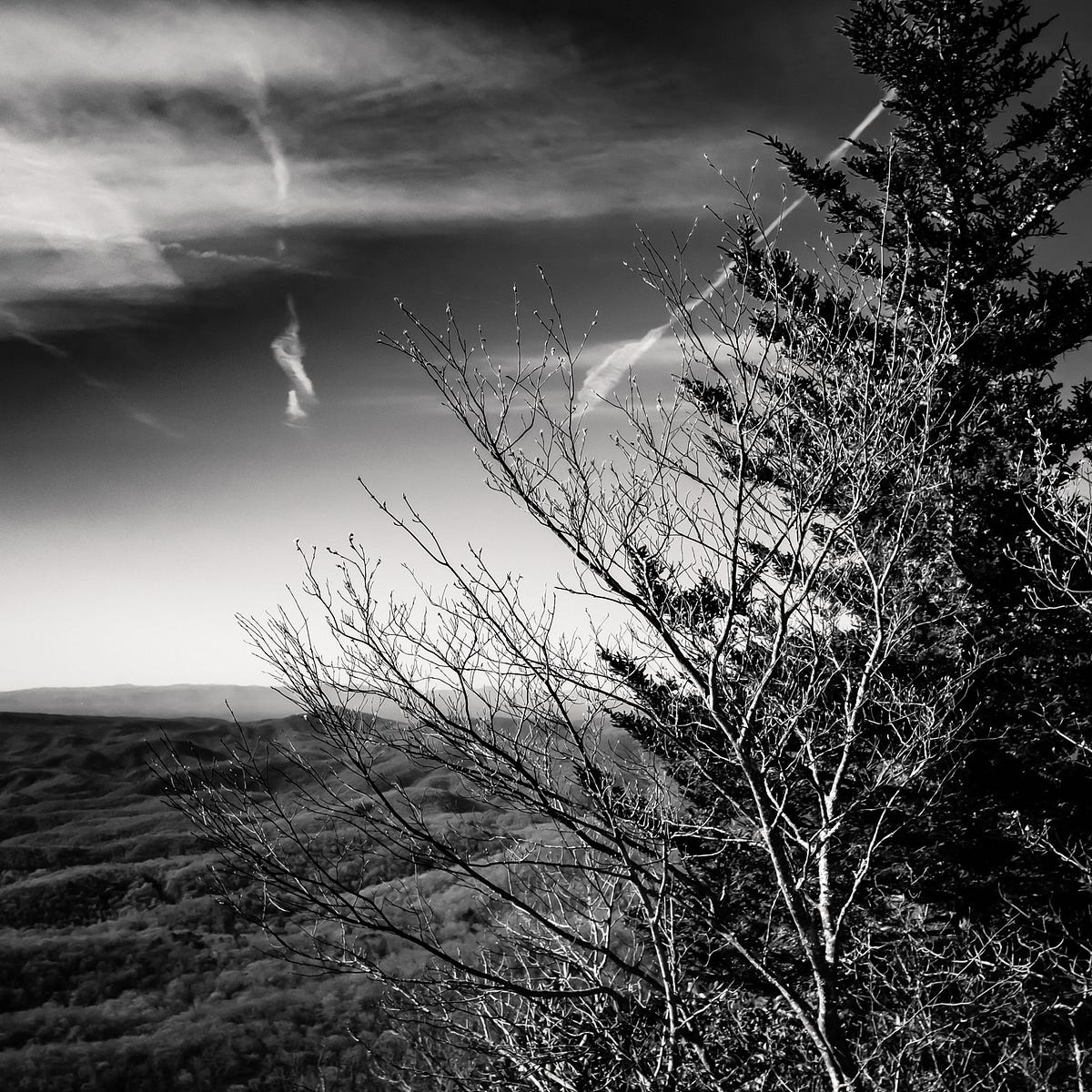 A Walk In The Woods — part 4 (final) | by Tim Bindner | Medium