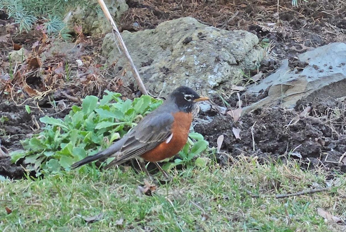 Gardening with The Robin. We always have lots of different types… | by ...