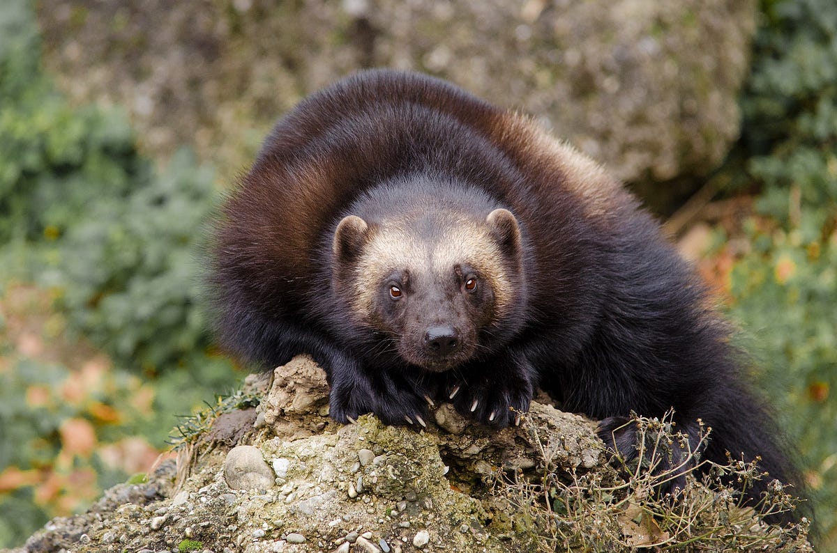 Images of Insomnia, Part 2: The Wolverine | by cjm | Medium