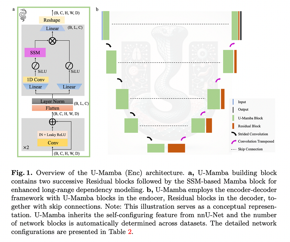 U-Mamba: A Novel Approach to Biomedical Image Segmentation | by Ayyuce Demirbas | Medium
