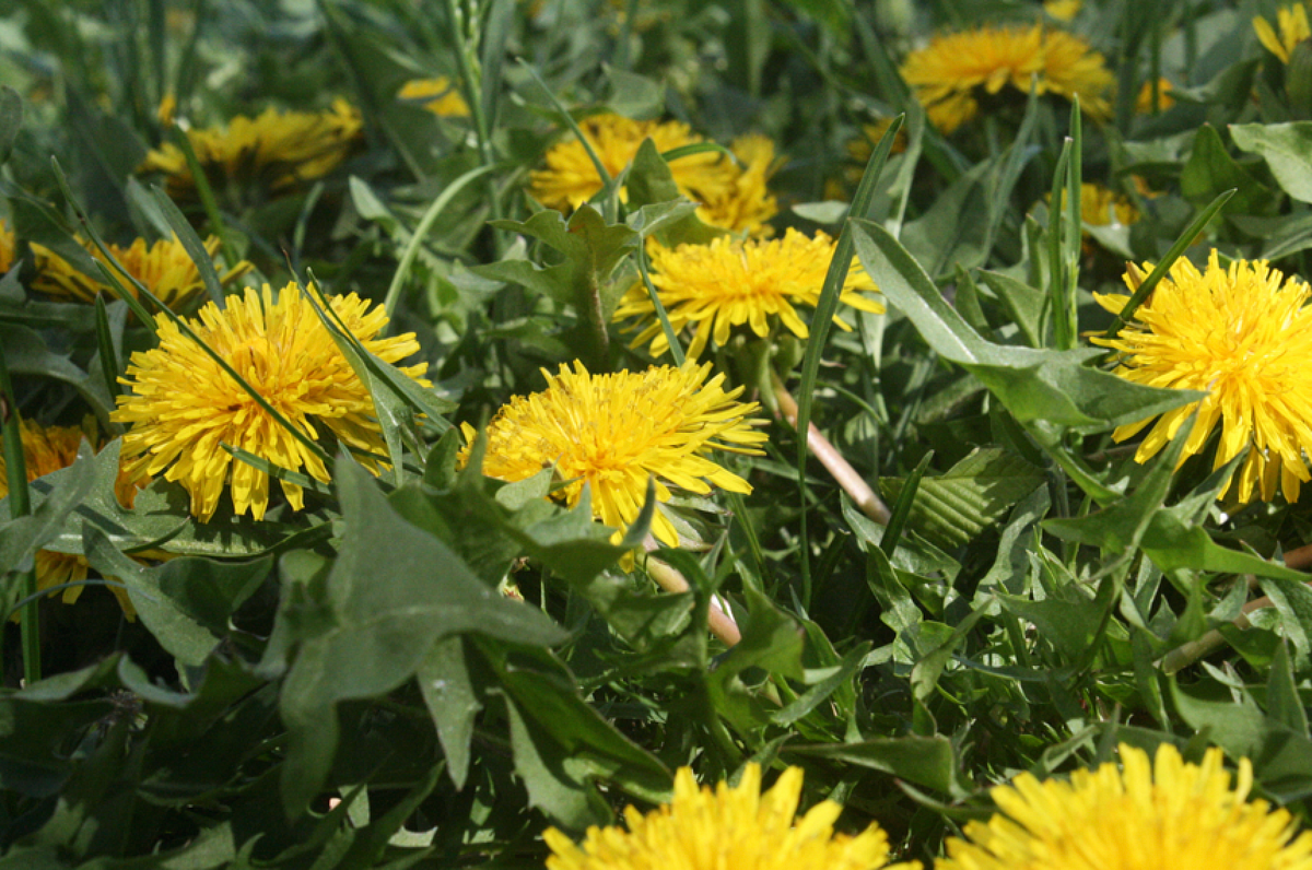 Food for Free: Wild Foraging Close to Home | by Denise Cusack (she/her ...