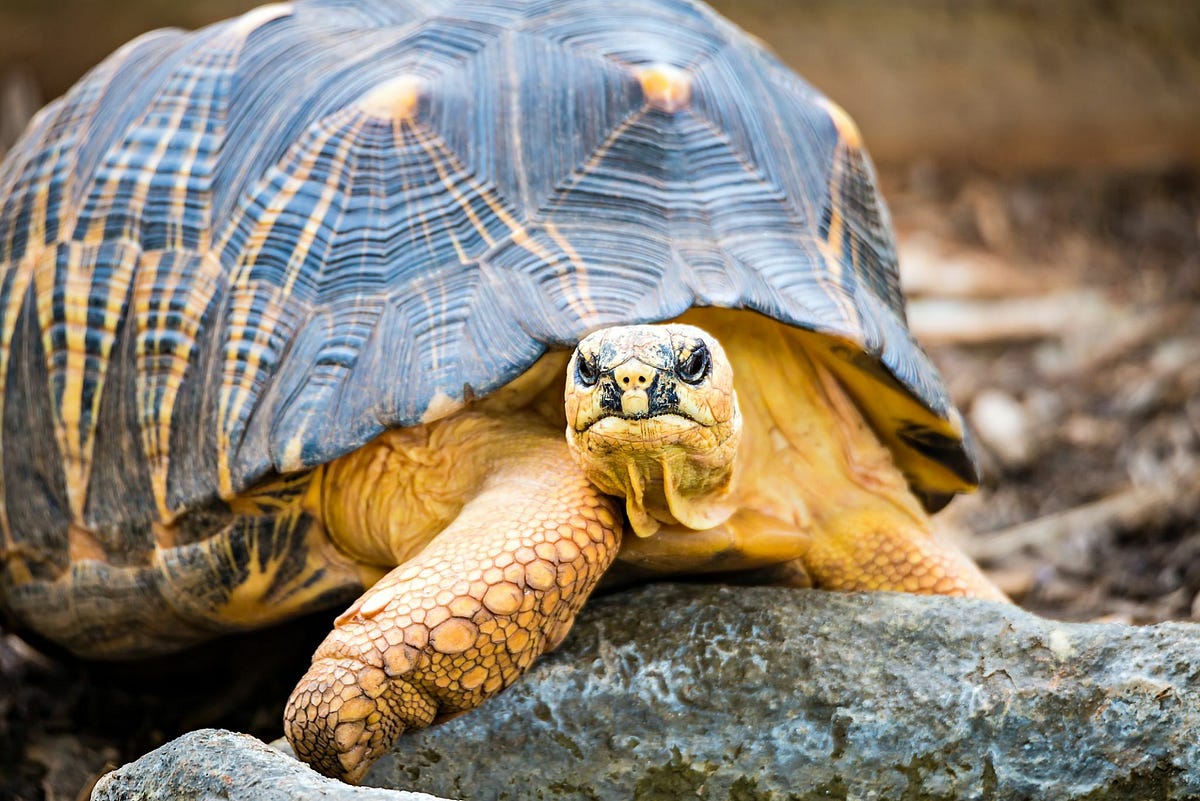 “Food List of Musk Turtles” - Turtle OMG - Medium