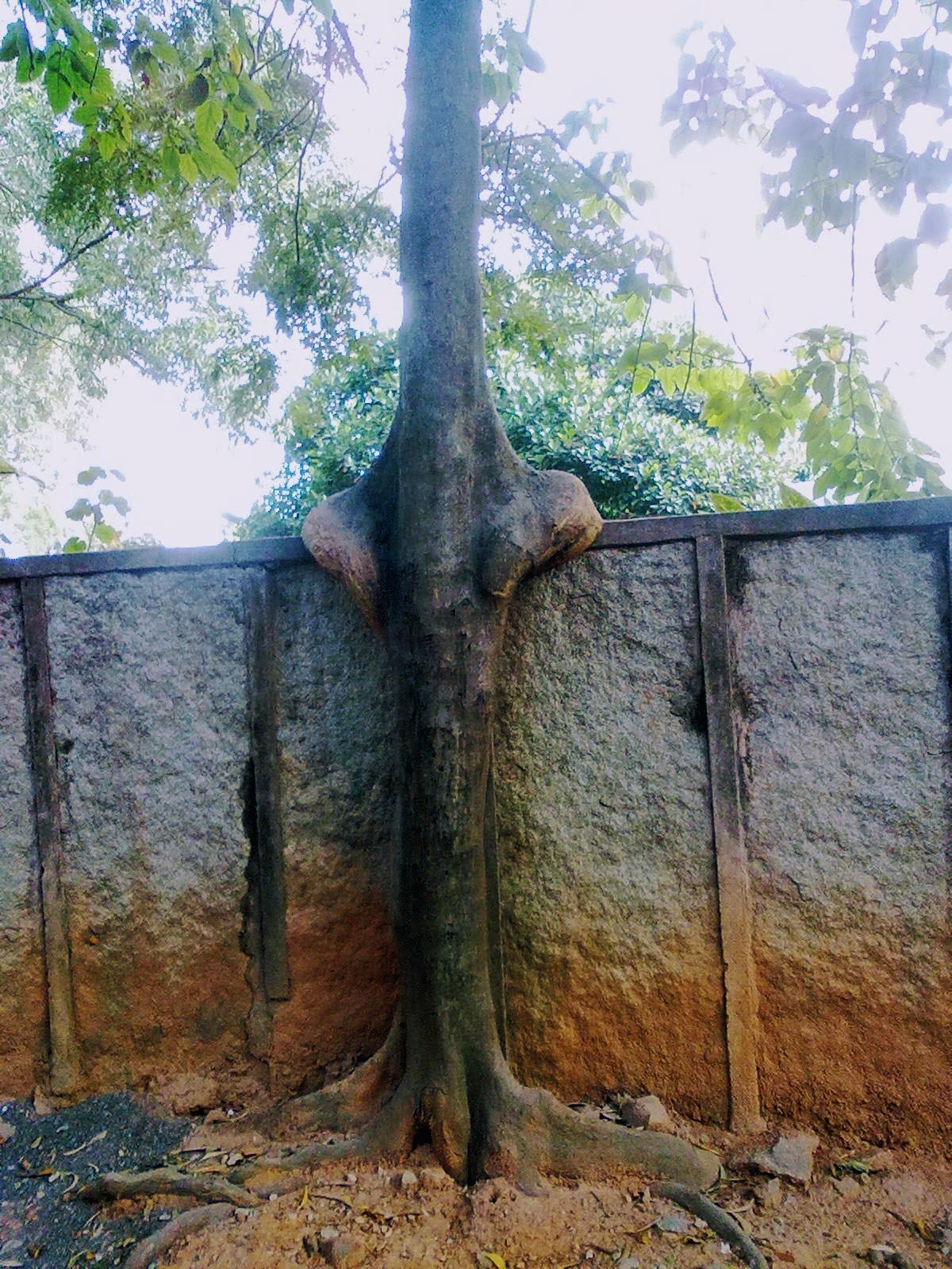 This tree at my son’s school kept me company for 12 years. | by Vidya ...