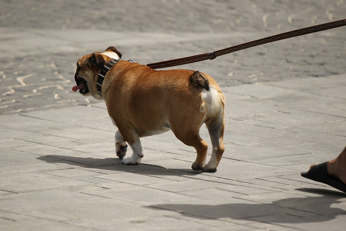 How To Walk a Stubborn Dog. When you have a stubborn dog, it can… | by ...