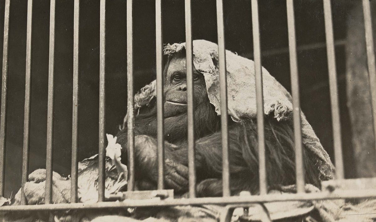 Who’d Love a Zoo?. Despite the harsh conditions here in… | by Geoff Ebbs | Medium