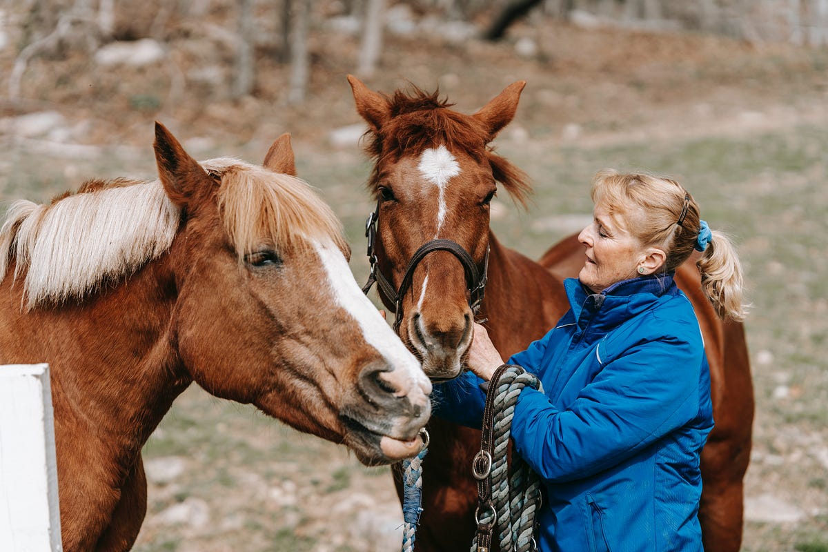 Duties, Responsibilities, and Career Paths of Equine Veterinarians | by ...