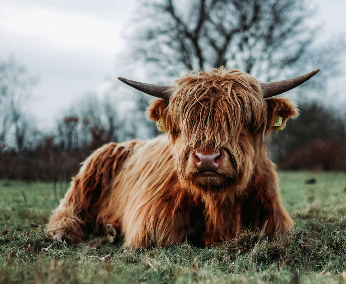 Blast from the past!. Don’t have a cow about this rewind… | by Avi ...
