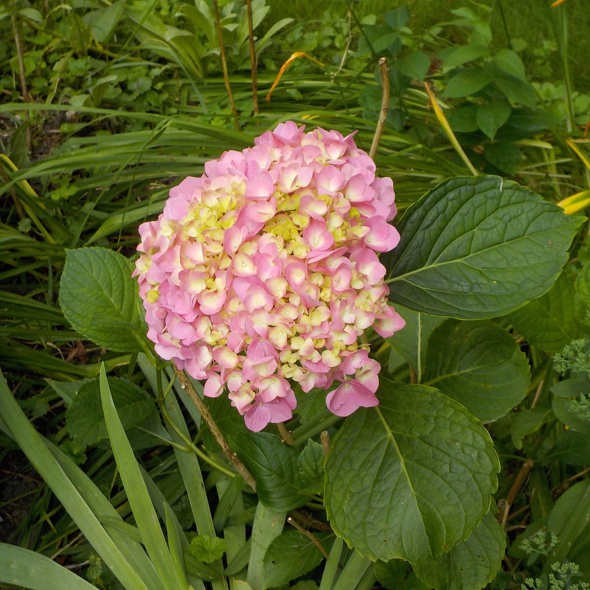 Hydrangea Bouquets - Weeds & Wildflowers - Medium