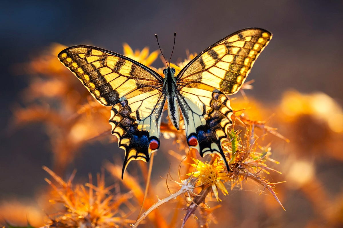 Butterfly - Farhan Asif Yousaf Zai - Medium