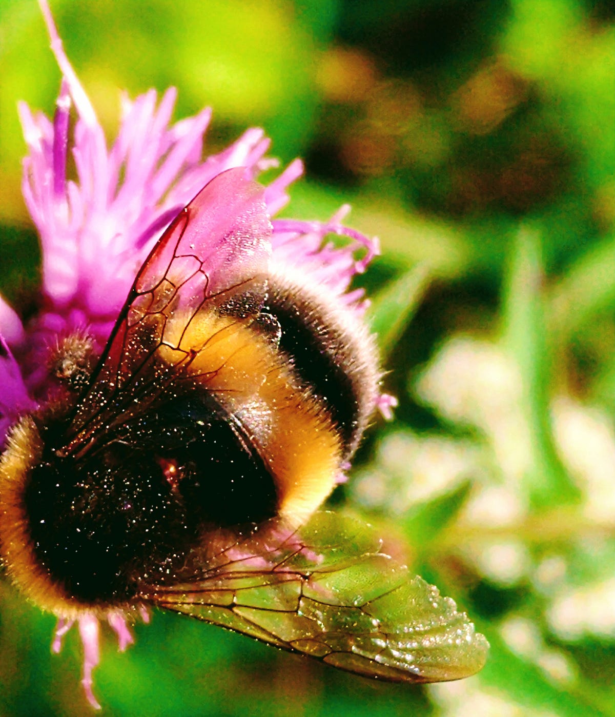 The Transcendental Adventure of a Bumblebee | by Nicola DiSvevia | Know ...