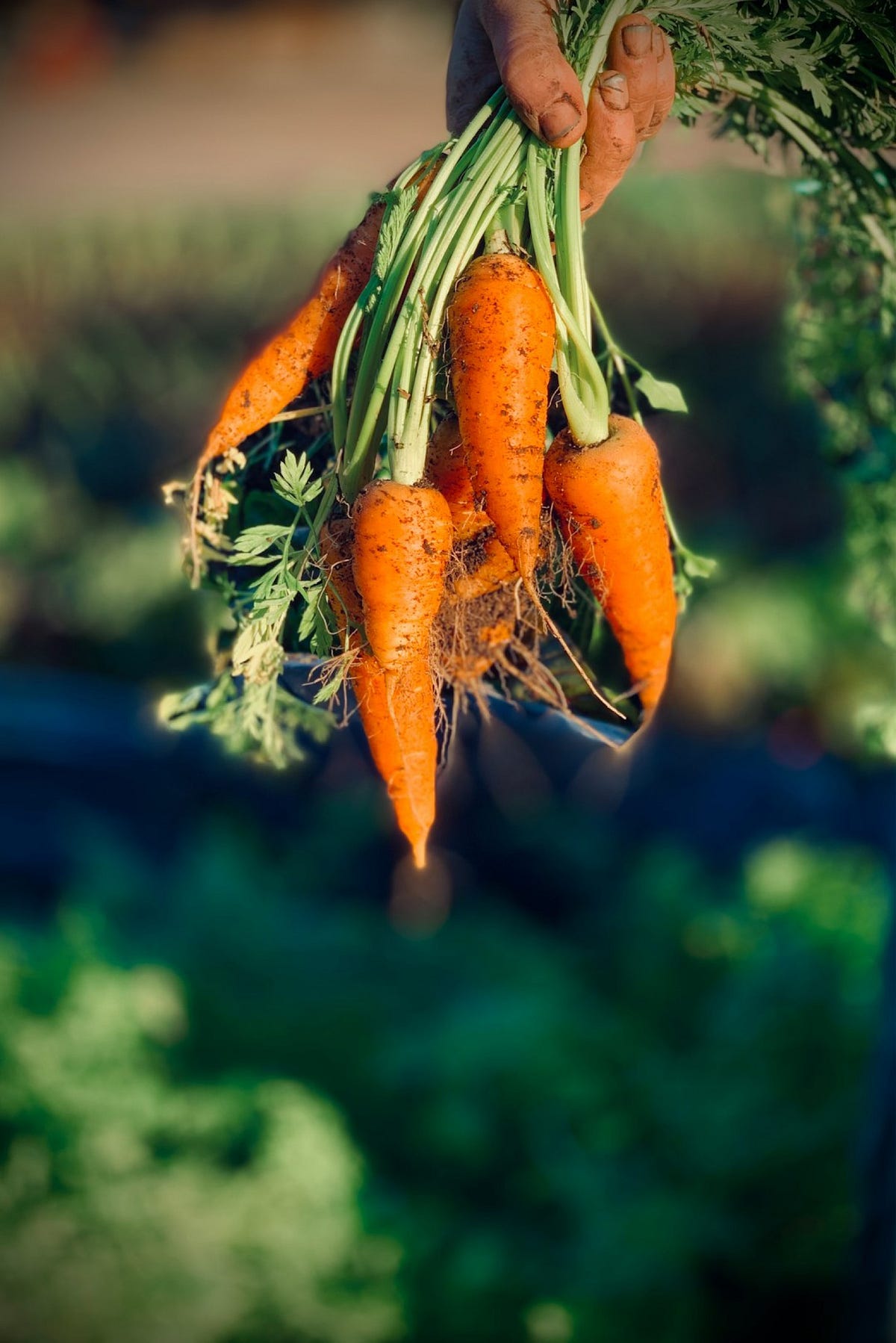 I Stopped Chasing Carrots — and Finally Got Somewhere | by What I'm ...