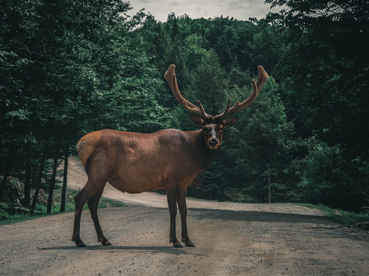 Life by the Antlers Part 3: Retribution | by Aaron Michael Thomas | The ...