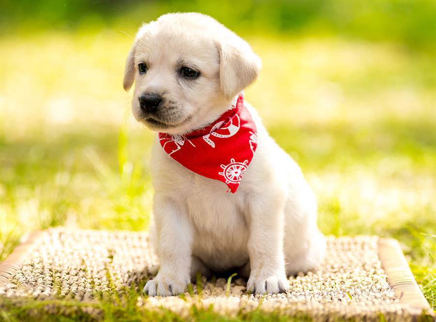 Pytorch提供之torchvision data augmentation技巧 | by Tommy Huang | Medium