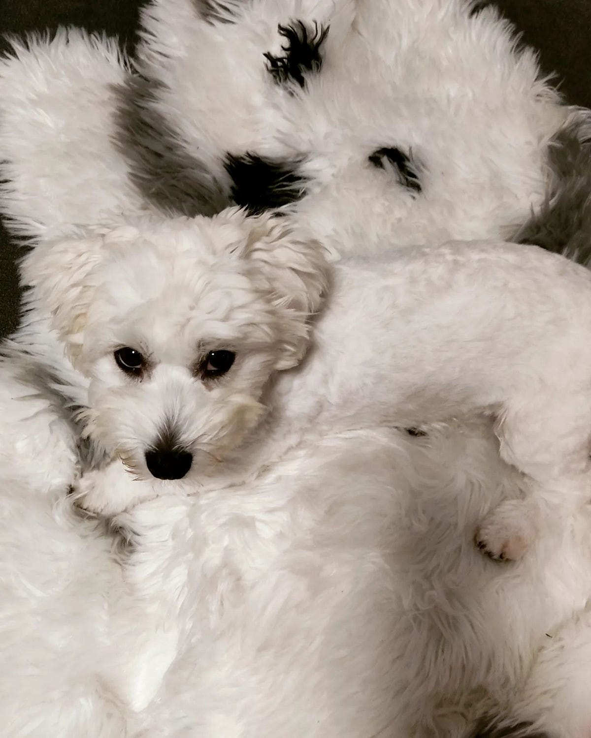 So, We Got a Dog.. Welcome to the family, Yuki! | by Alex Praytor | Medium