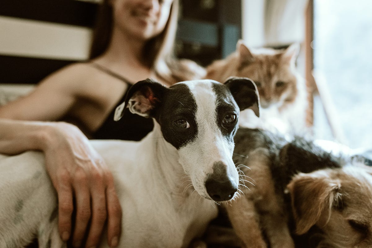 Cattle Not Pets. When I first heard the term “cattle not… | by Wes ...