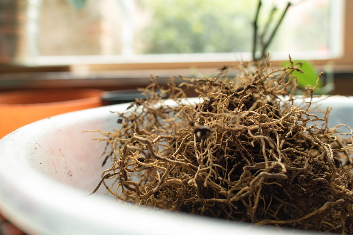 Why our roots are important. Life goes on but it is good to stop and ...