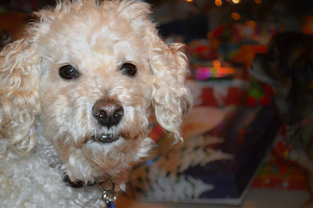 Dogs Are Angels Wrapped in Fur. The 💔 of losing your best friend | by ...
