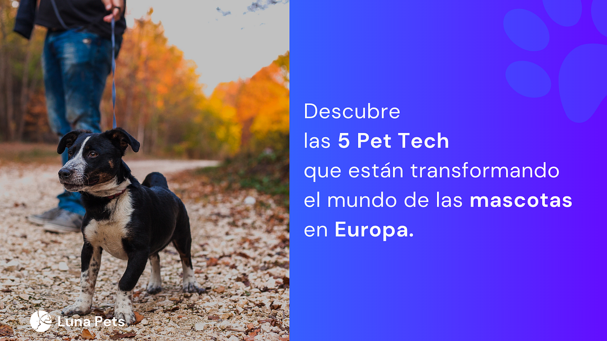 Las mascotas son una parte importante de nuestras vidas, y para muchos ...