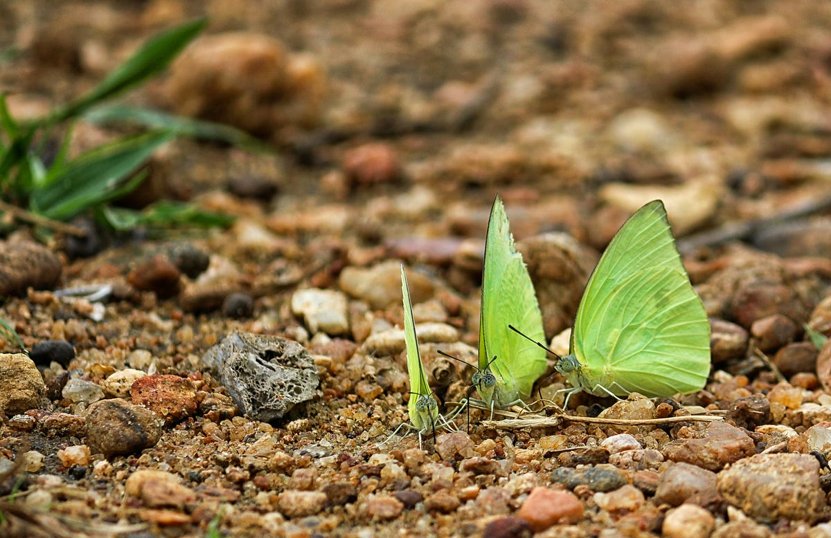 Mud Puddling butterflies. A peculiar habit of butterflies…… | by Sastha ...