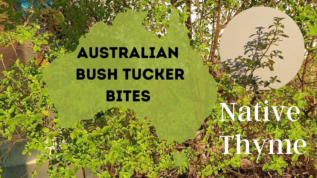 Pretty and potent, Native Australian Thyme is the perfect native herb ...