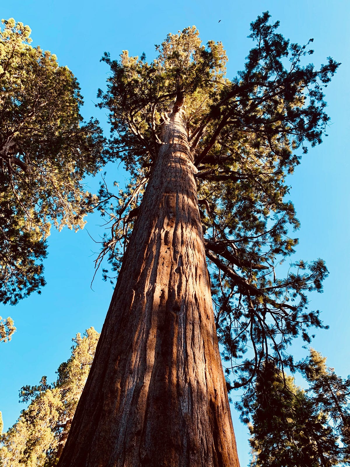 A Person Lovely as a Tree. [my writings on Medium are entirely… | by M ...