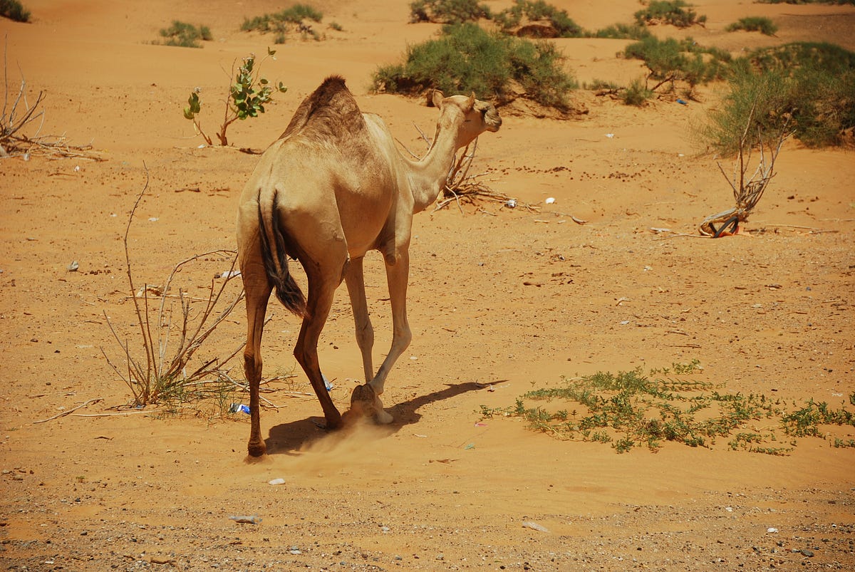 Four Stories of Four Camels. The first camel | by Subhi Najar | Medium