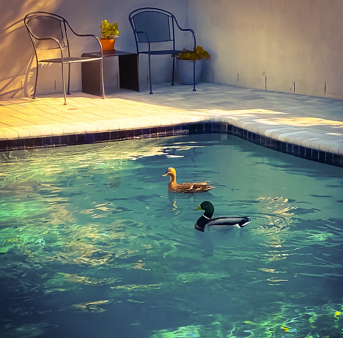 Two Odd Ducks. Opposites Don’t Just Attract: They… | by Maria Luisa ...