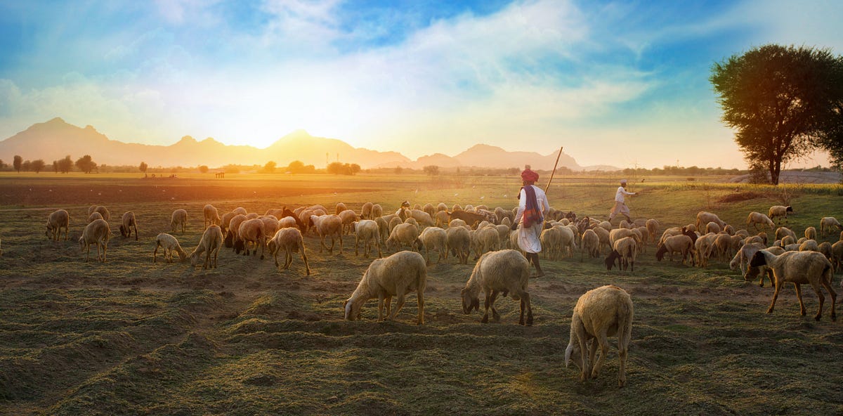 Prophets as Shepherds:. A Common Theme Across All Religions | by ...