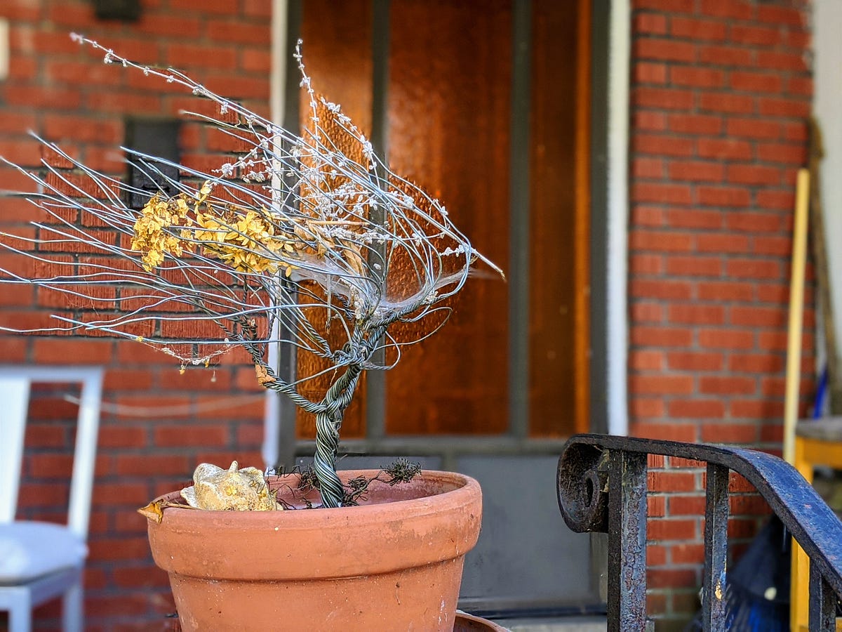 The Dead Bonsai Tree (a poem). 🌱 | by Dr. Derek Austin 🥳 | Derek ...