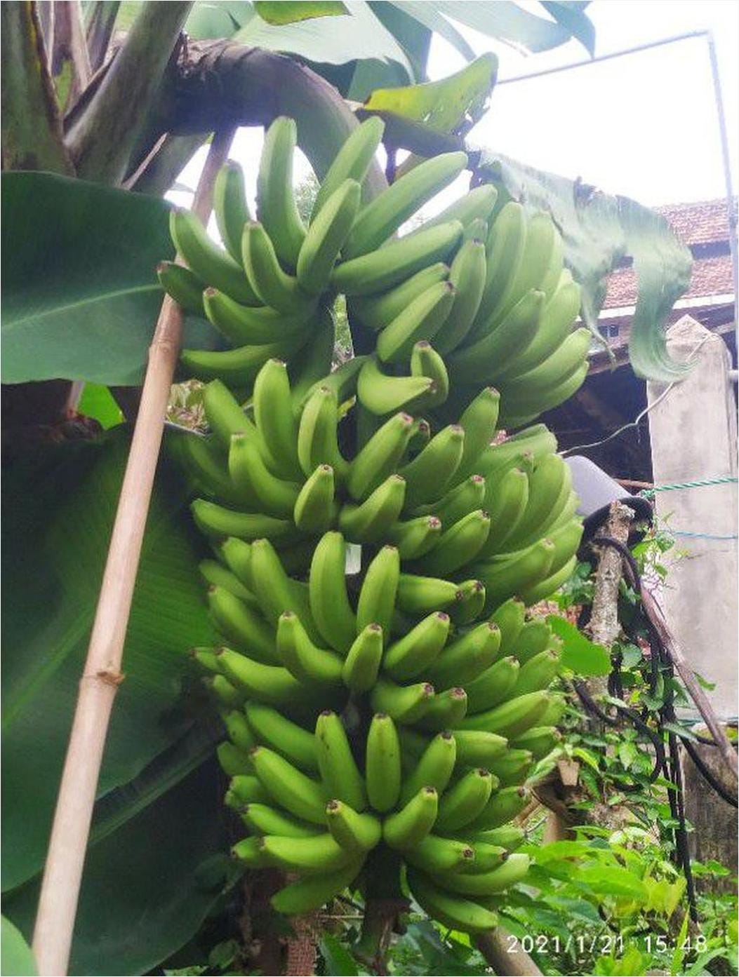 Bibit Pisang Morosebo Unggul Garut | by yuni kamboja | Medium