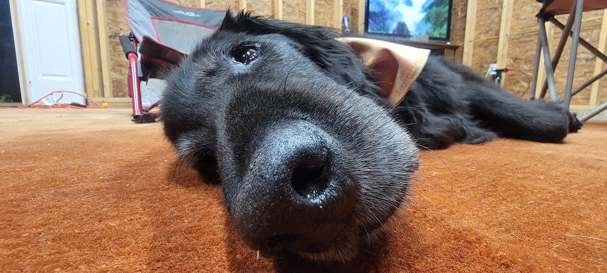 Hmm.. It started innocuously, ominously… | by Michael Neumann | Aug ...