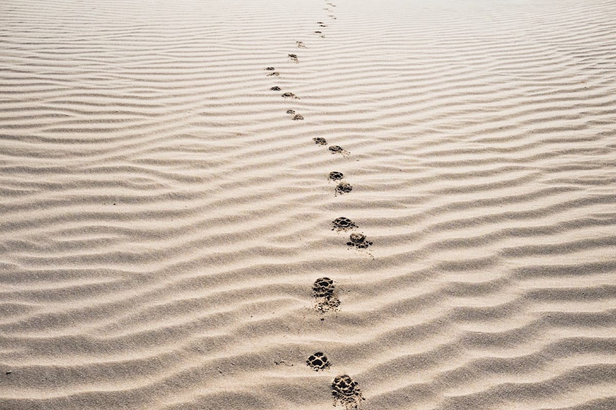 Away - Praise Archibong - Medium