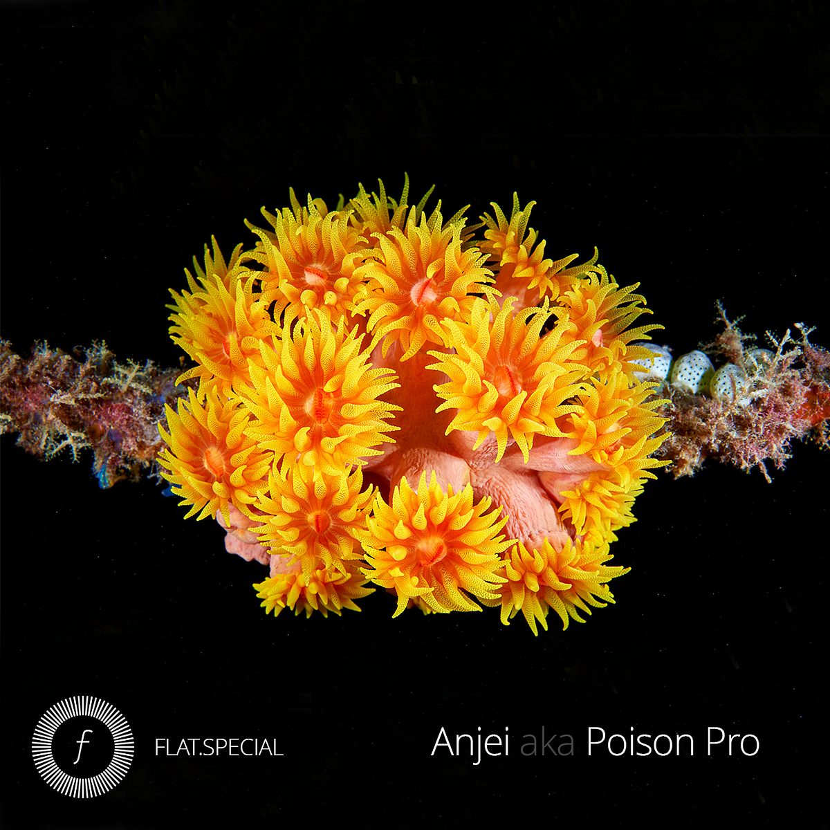 FLAT.SPECIAL #28 — Anjei aka Poison Pro | by FLAT.FM | Medium