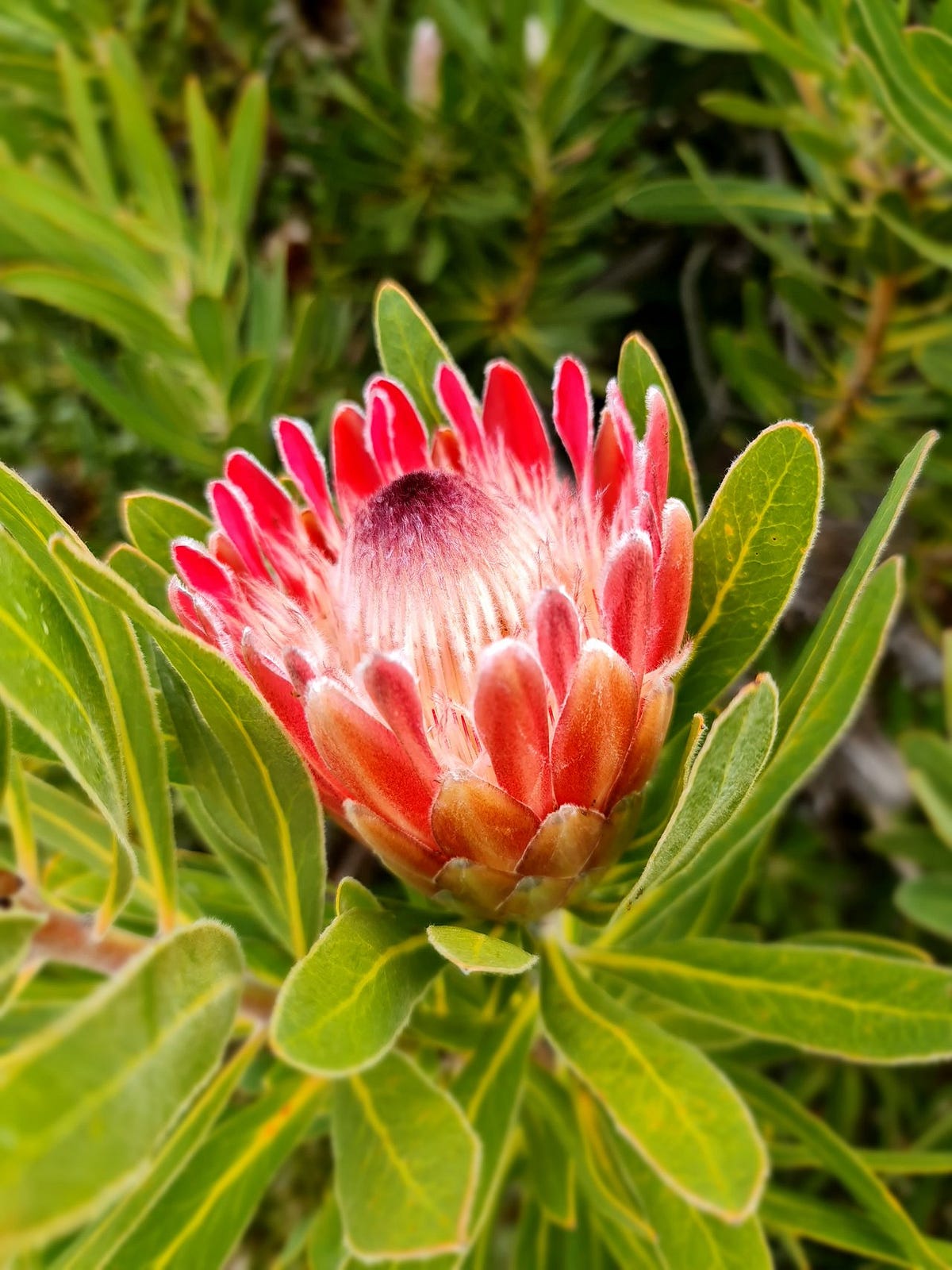 Proteas and Parallels.. I never used to like protea flowers. I… | by ...